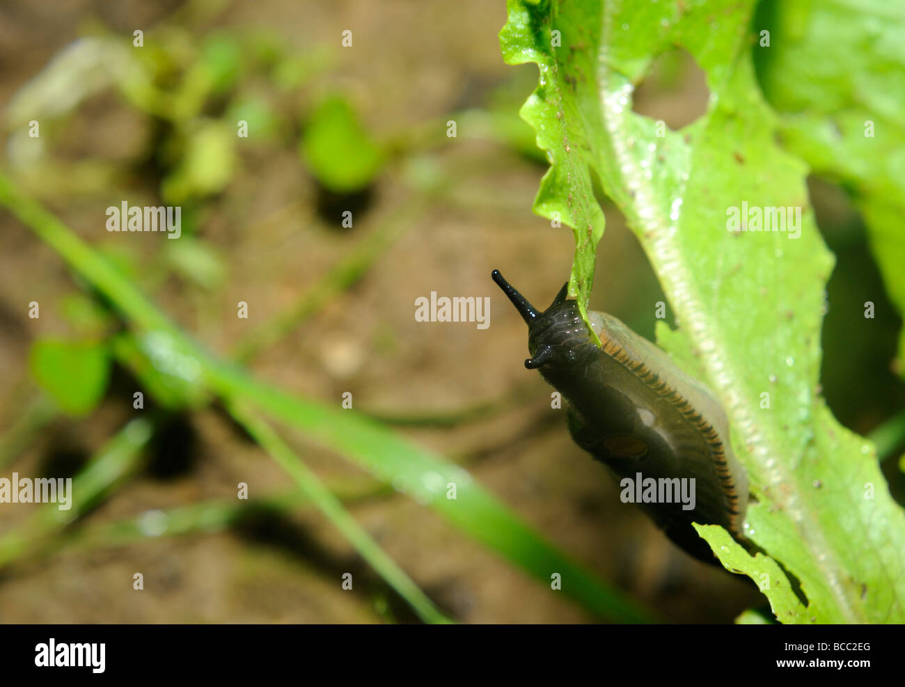 Slug Close up Garden Europe Stock Photo - Alamy