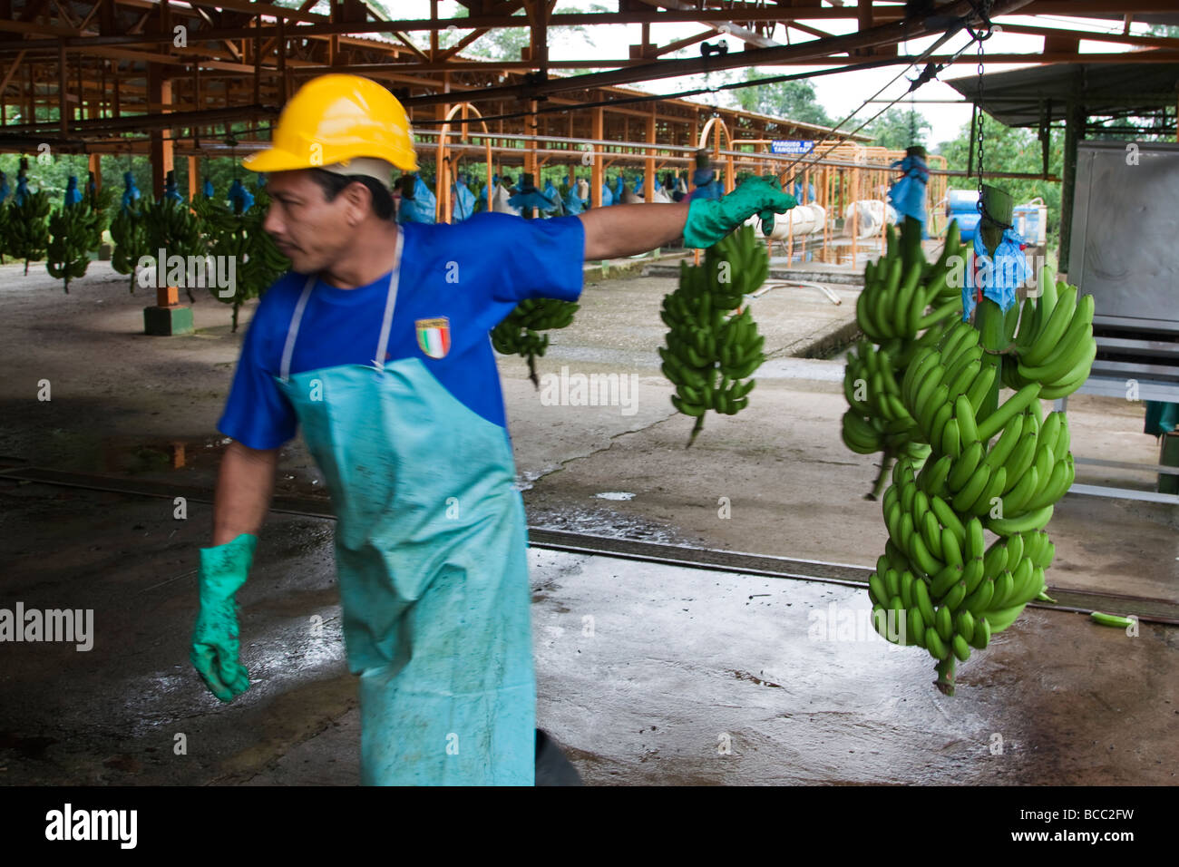 Bananas plant hi-res stock photography and images - Alamy