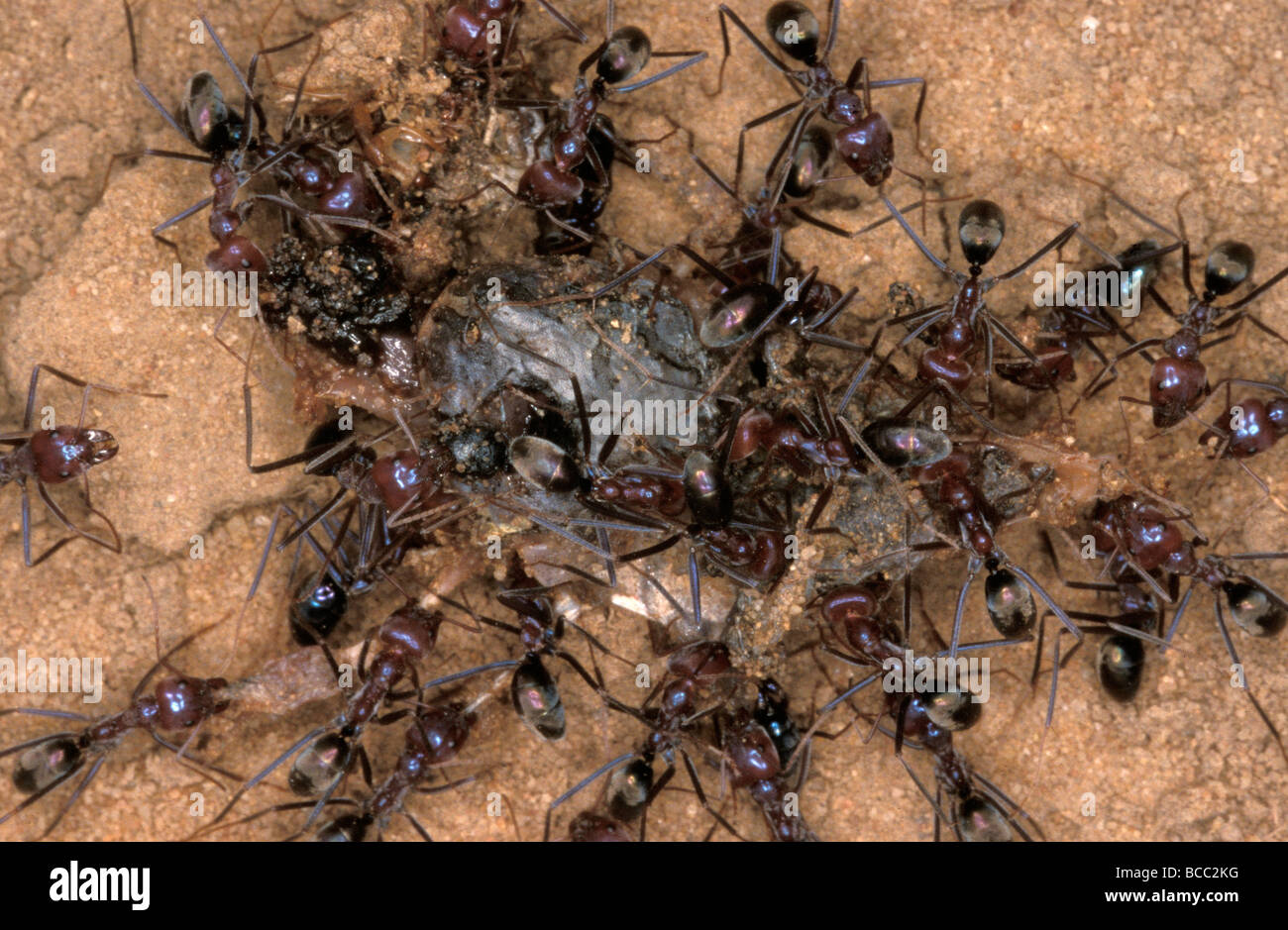 Industrious animals hi-res stock photography and images - Alamy