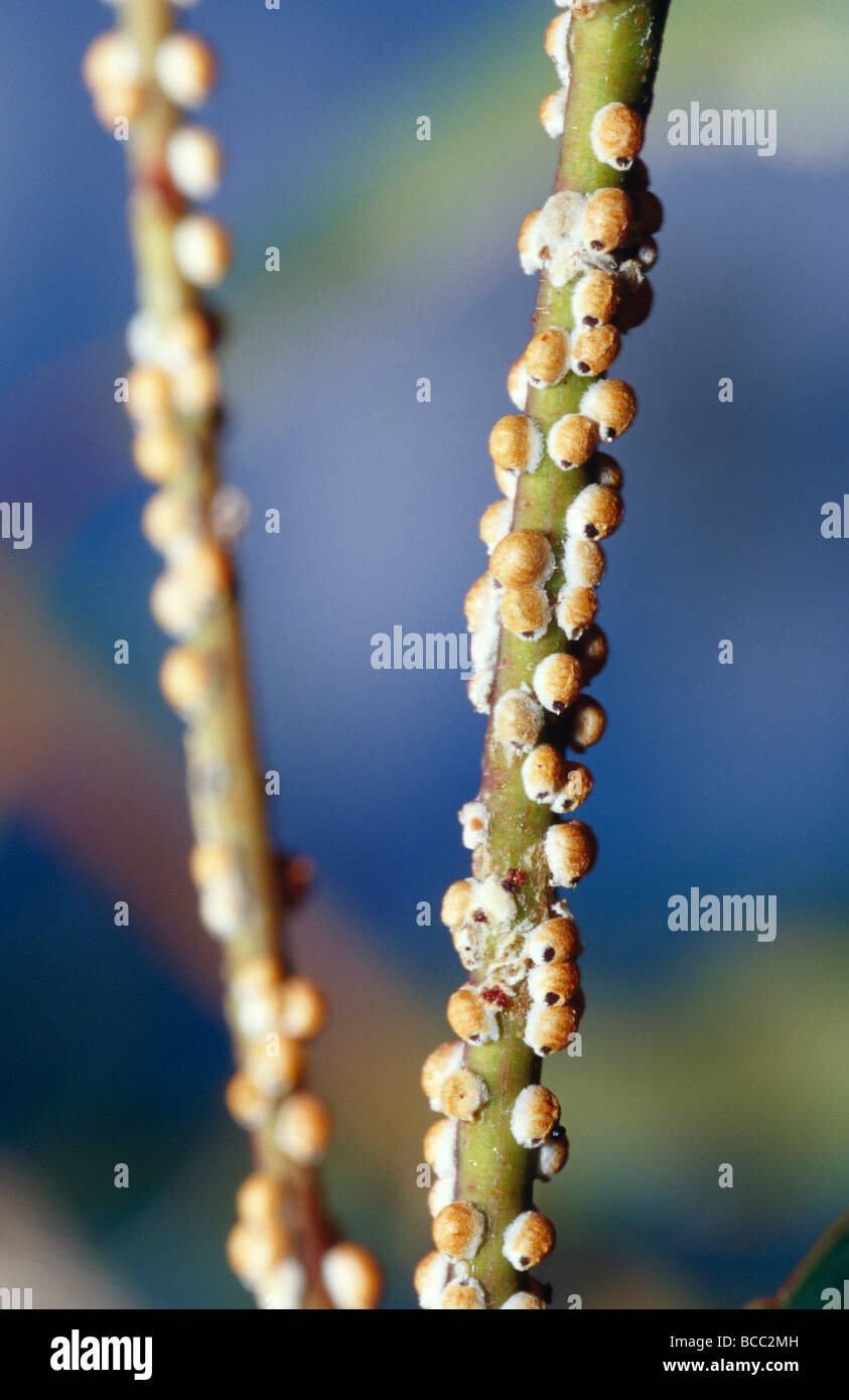 Insect Galls cover the stems of a Eucalypt Gum tree in a river bed ...