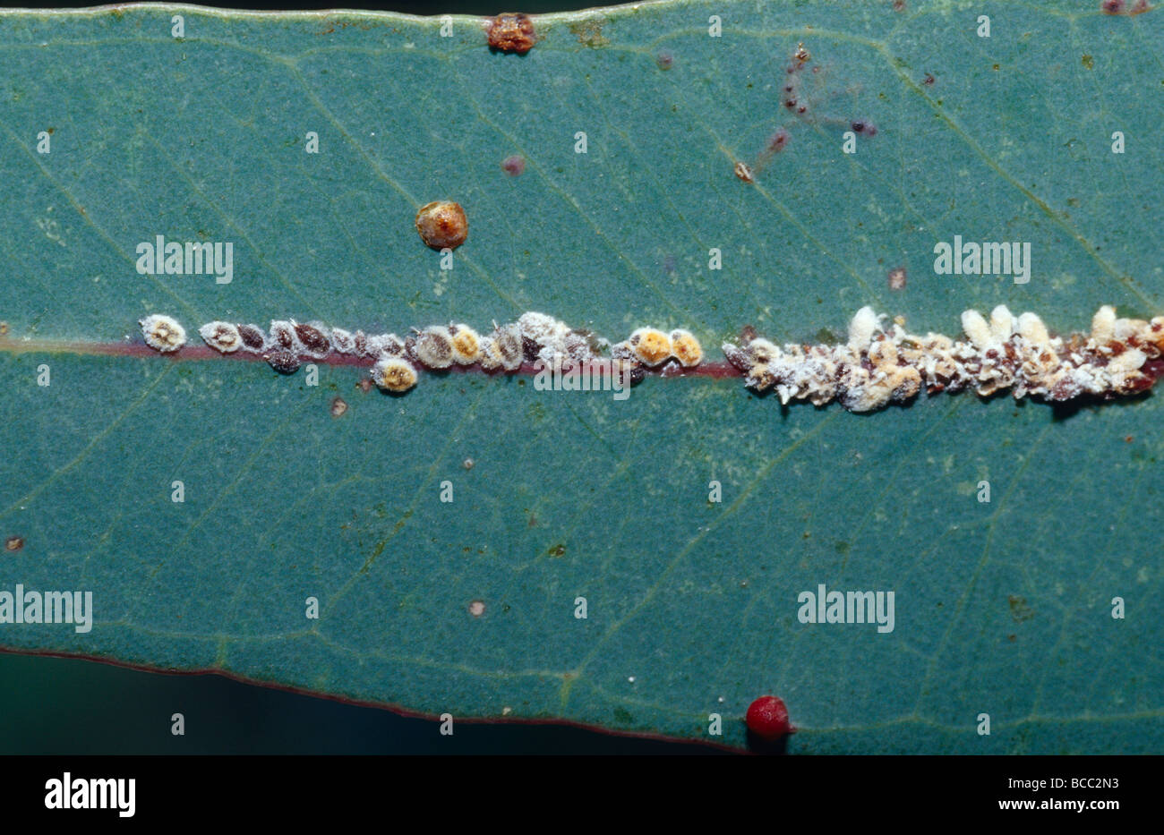 A Scale insect colony on a Eucalypt Gum leaf Stock Photo - Alamy