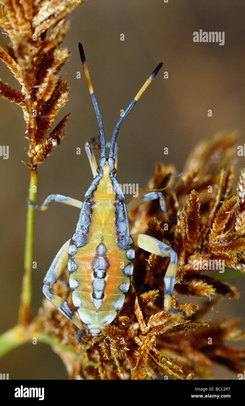 A colorful bright yellow, orange and blue Shield Bug on a seed head ...