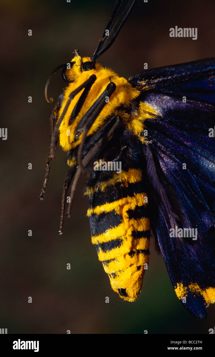 The bright yellow and black warning colours of a Day Moth Stock Photo ...