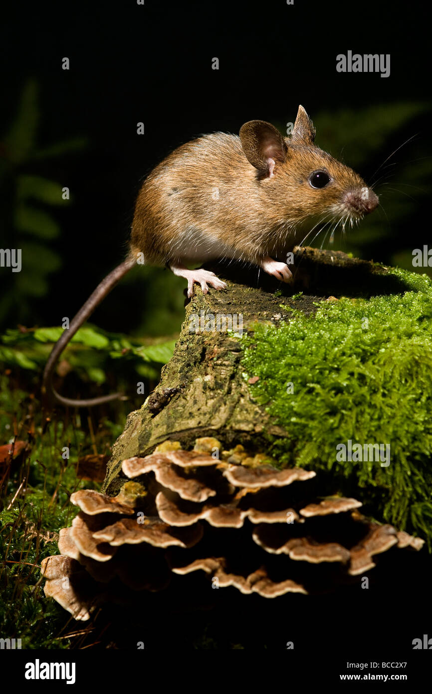 Woodmouse hi-res stock photography and images - Alamy