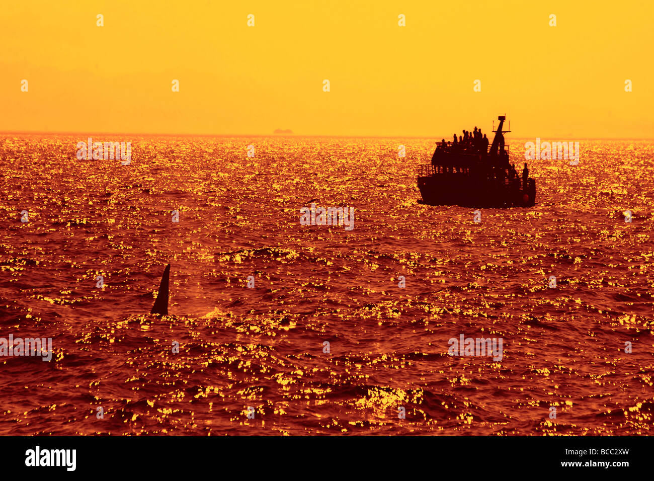 Whale watching near Vancouver Island Orca killer whale orcinus orca ...