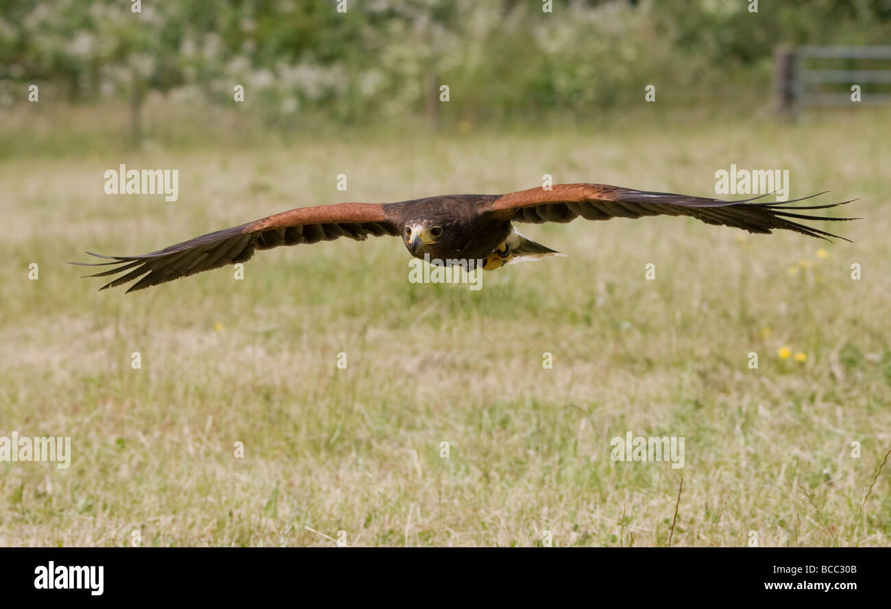 A male Harris Hawk (Parabuteo unicinctus) in flight Stock Photo - Alamy