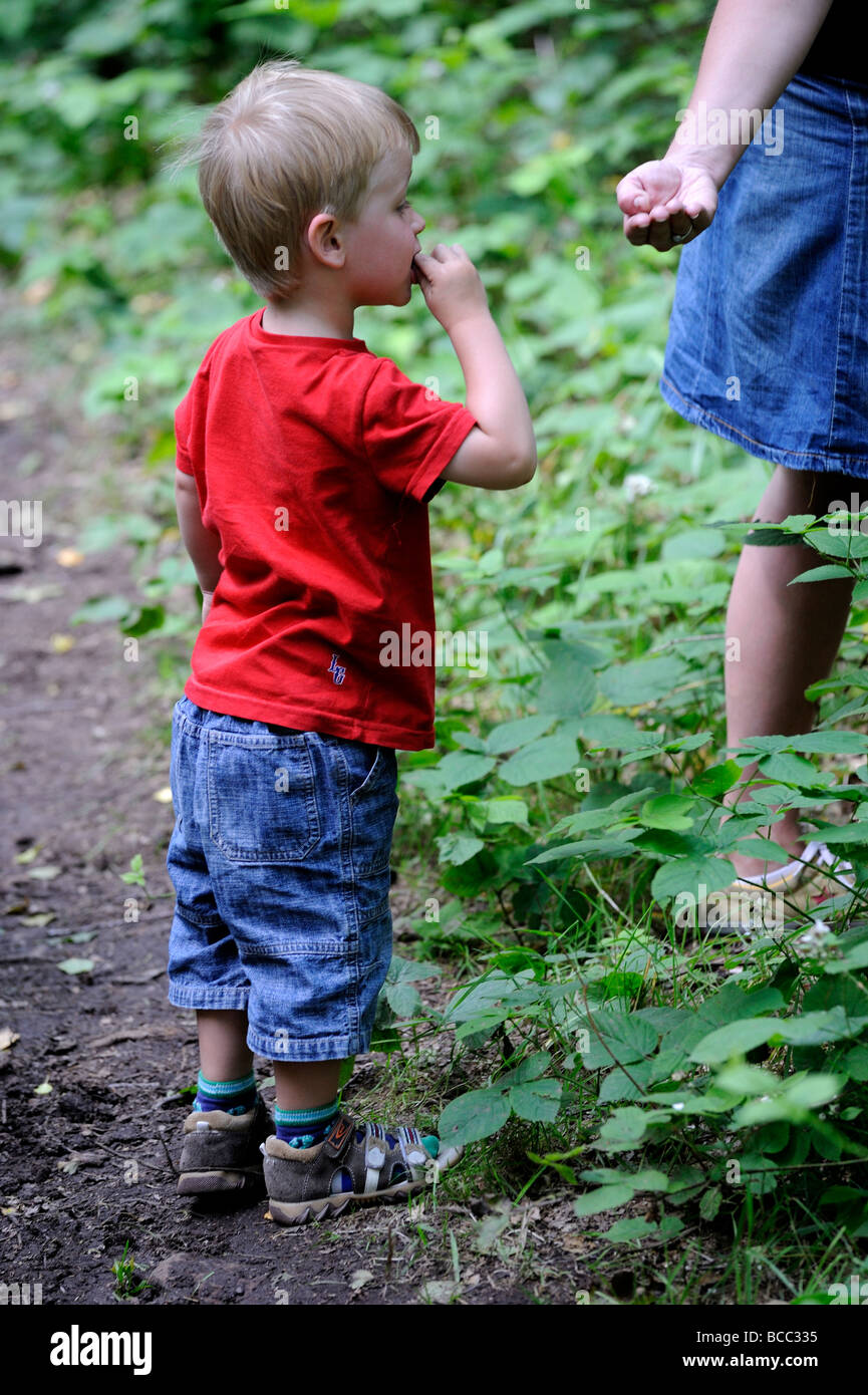 Little child blond Boy Eating Blueberries with mother in forest Stock ...