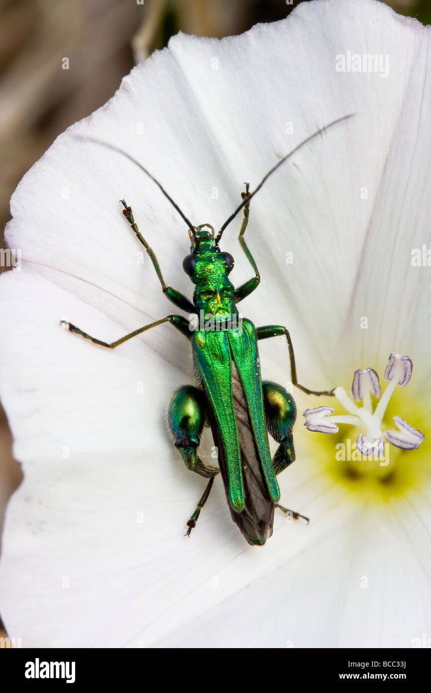 Flower beetle hi-res stock photography and images - Alamy