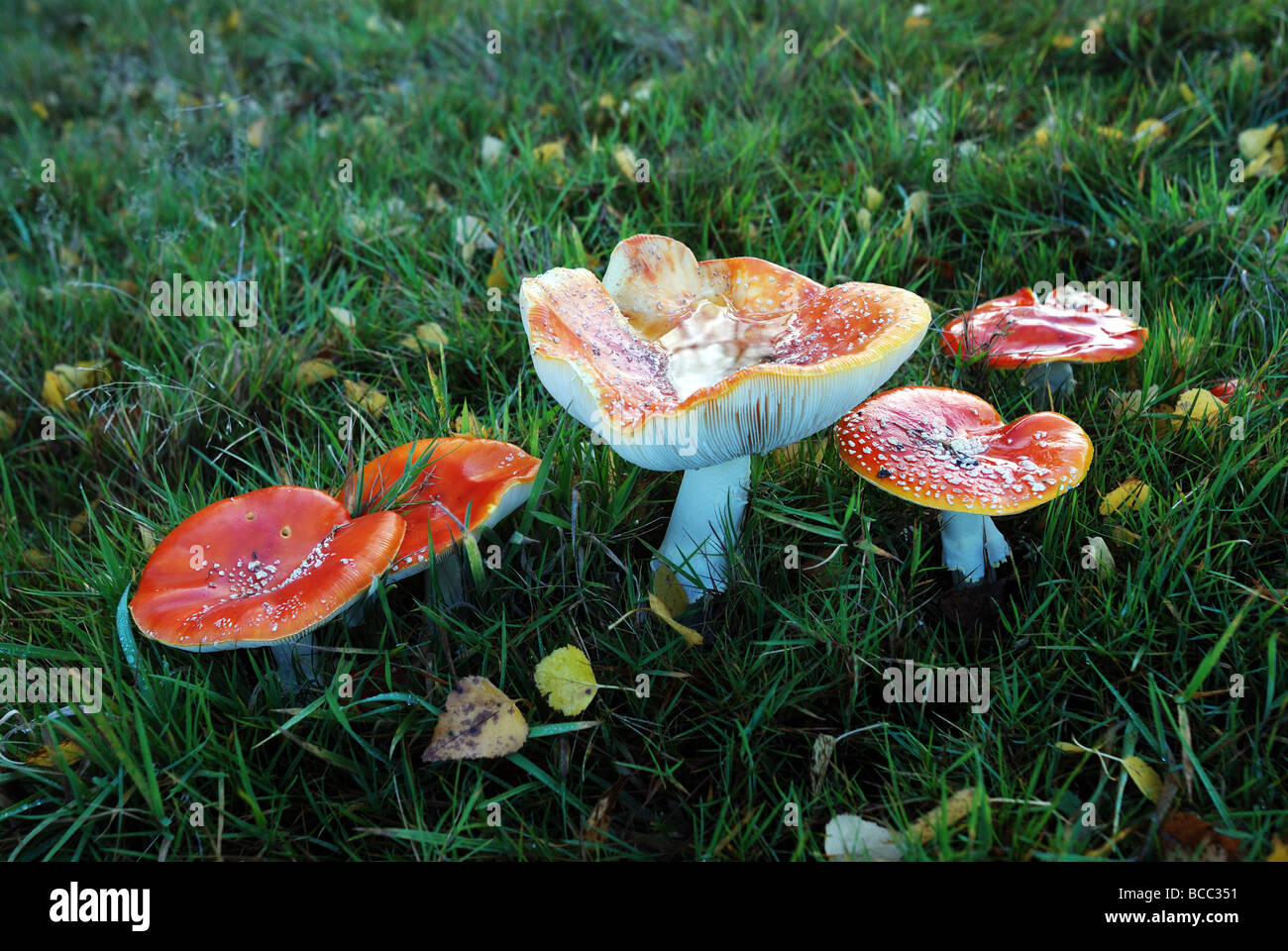 Toad in the forest hi-res stock photography and images - Alamy