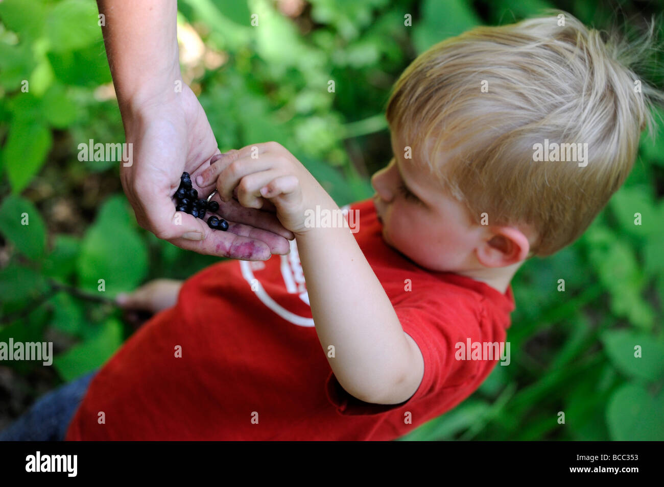 Little child blond Boy Eating Blueberries with mother in forest Stock ...
