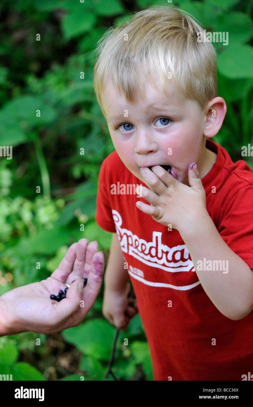 Little child blond Boy Eating Blueberries with mother in forest Stock ...