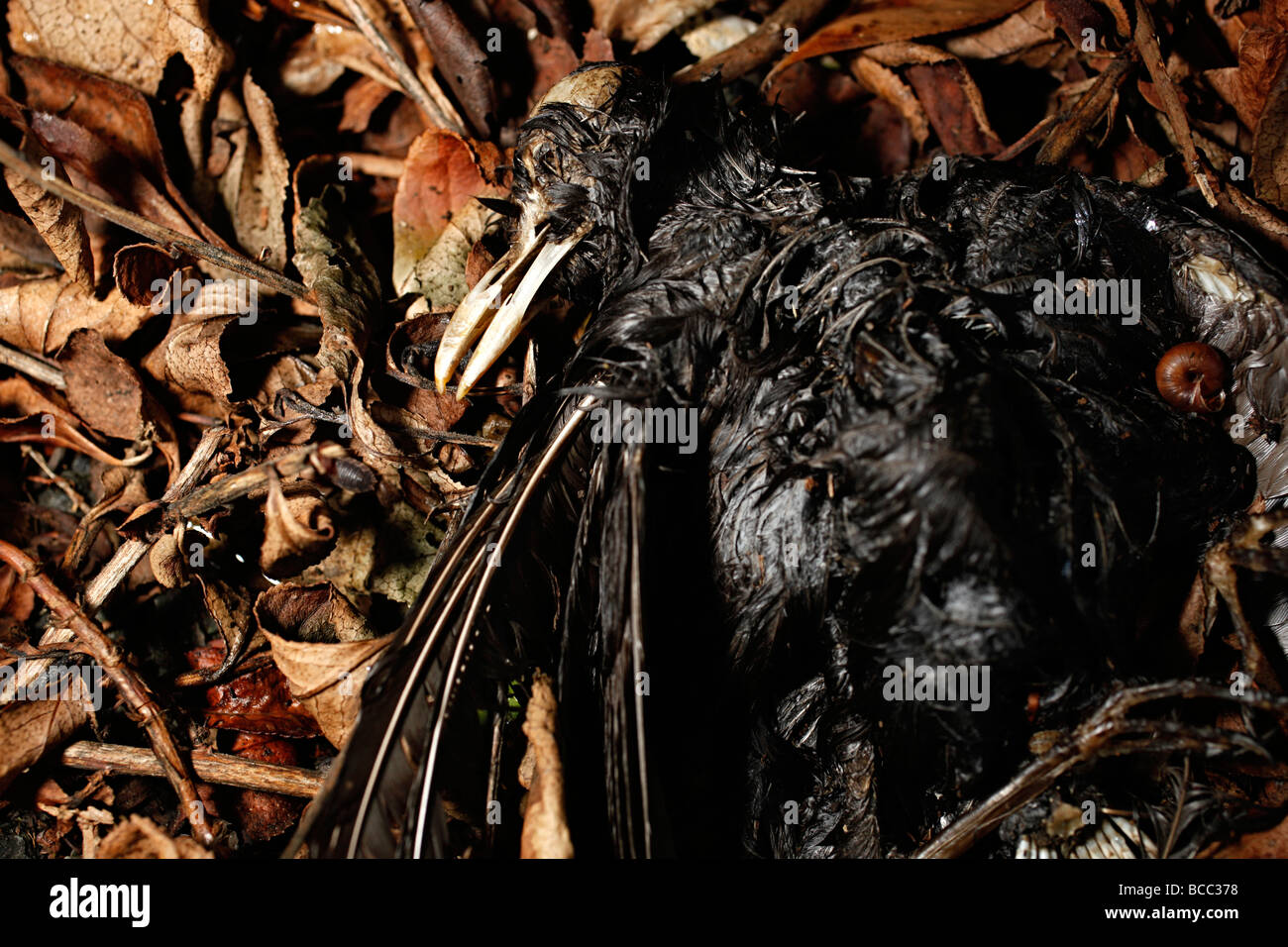 Dead decaying black bird on hi-res stock photography and images - Alamy