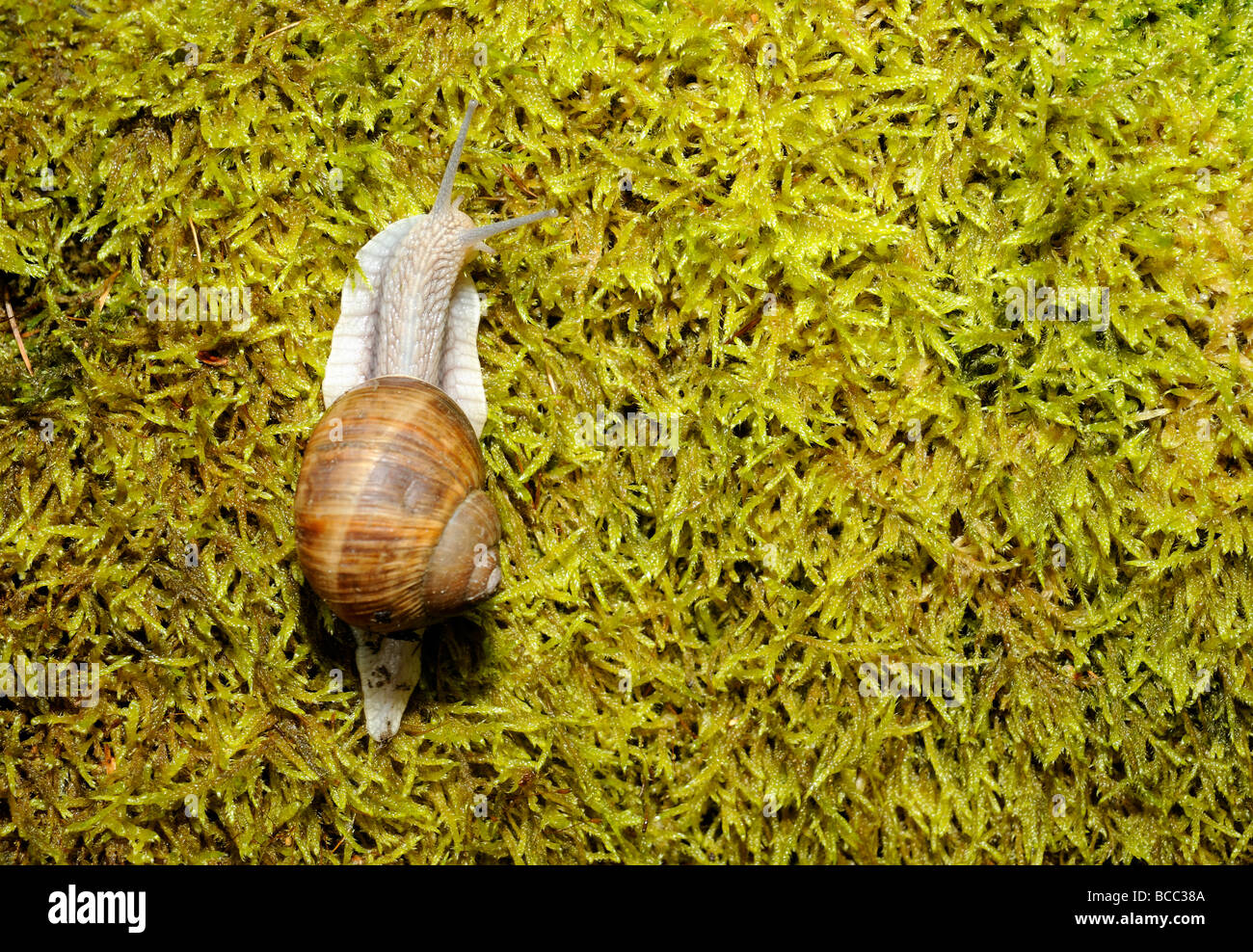 Snail Snails on moss Stock Photo - Alamy