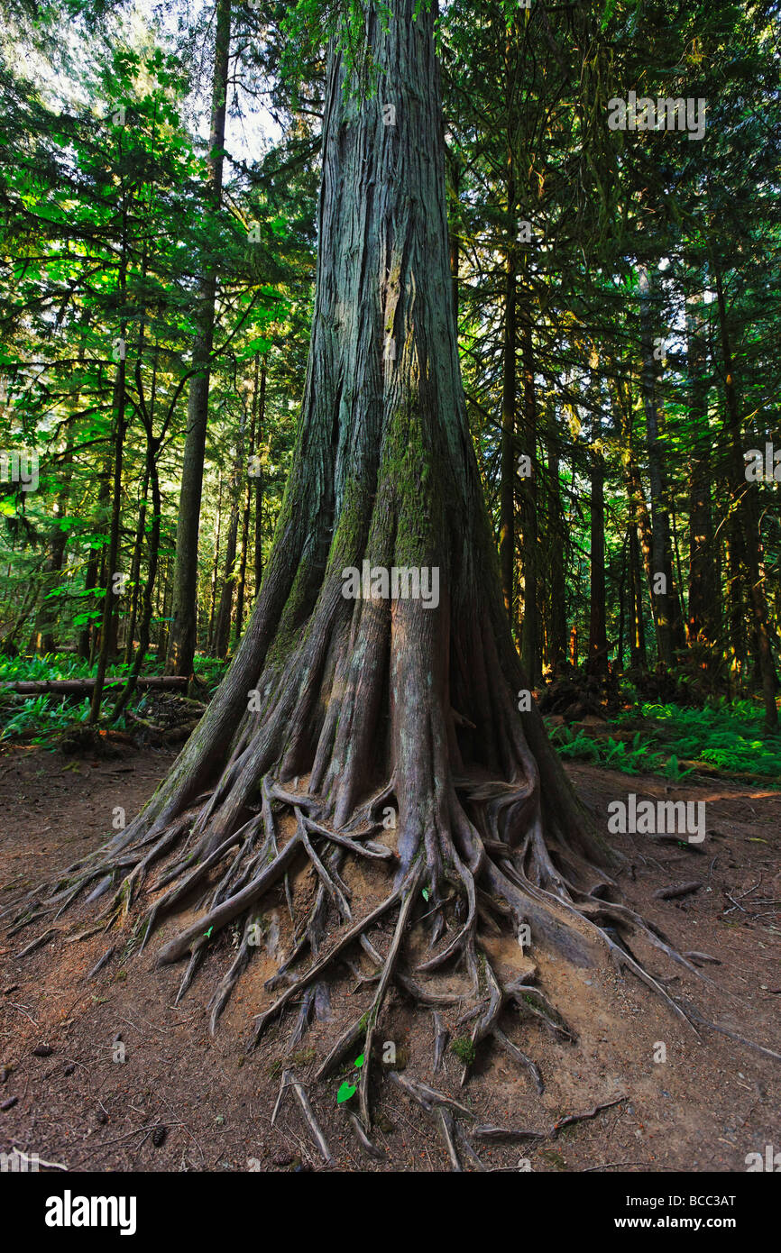 Giant tree in Cathedral Grove McMillan Provincial Park on Vancouver ...