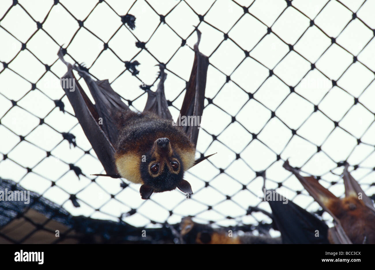 Spectacled flying foxes hi-res stock photography and images - Alamy