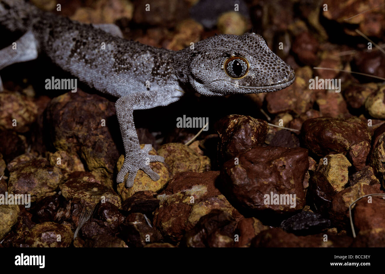 A nocturnal Northern Spiny Tailed Gecko moving over gibber rocks Stock ...