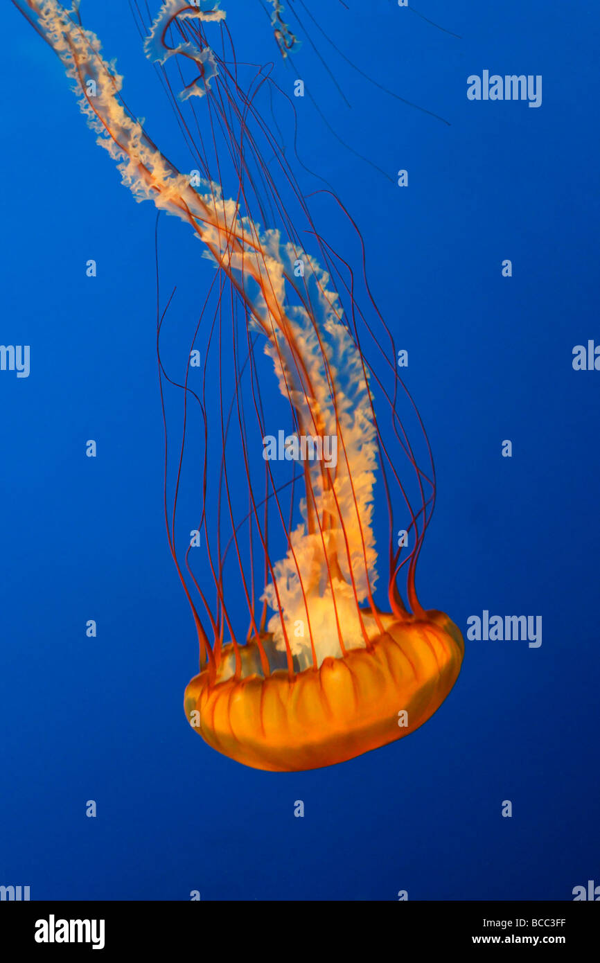 Sea Nettles Jellyfish Chrysaora fuscescens in Aquarium in Vancouver ...