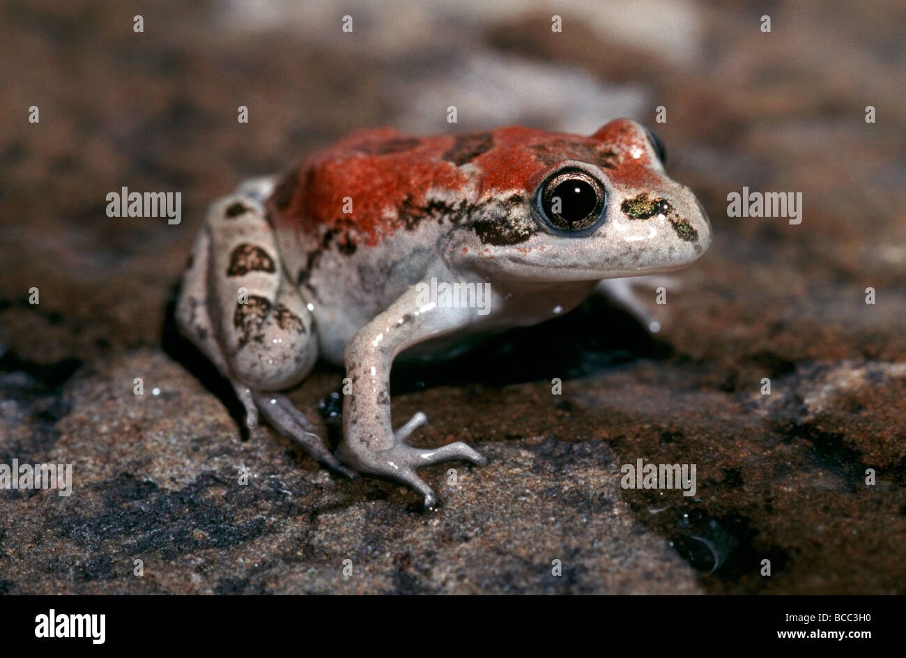 A Spotted Grass Frog in its red color phase sun basks on a rock Stock ...