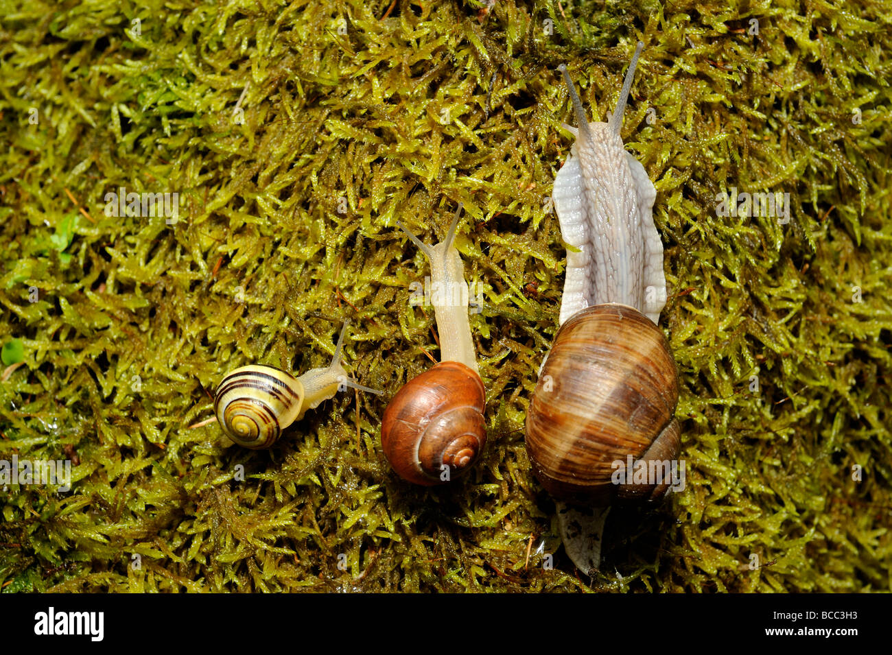Snail Snails on moss Stock Photo - Alamy