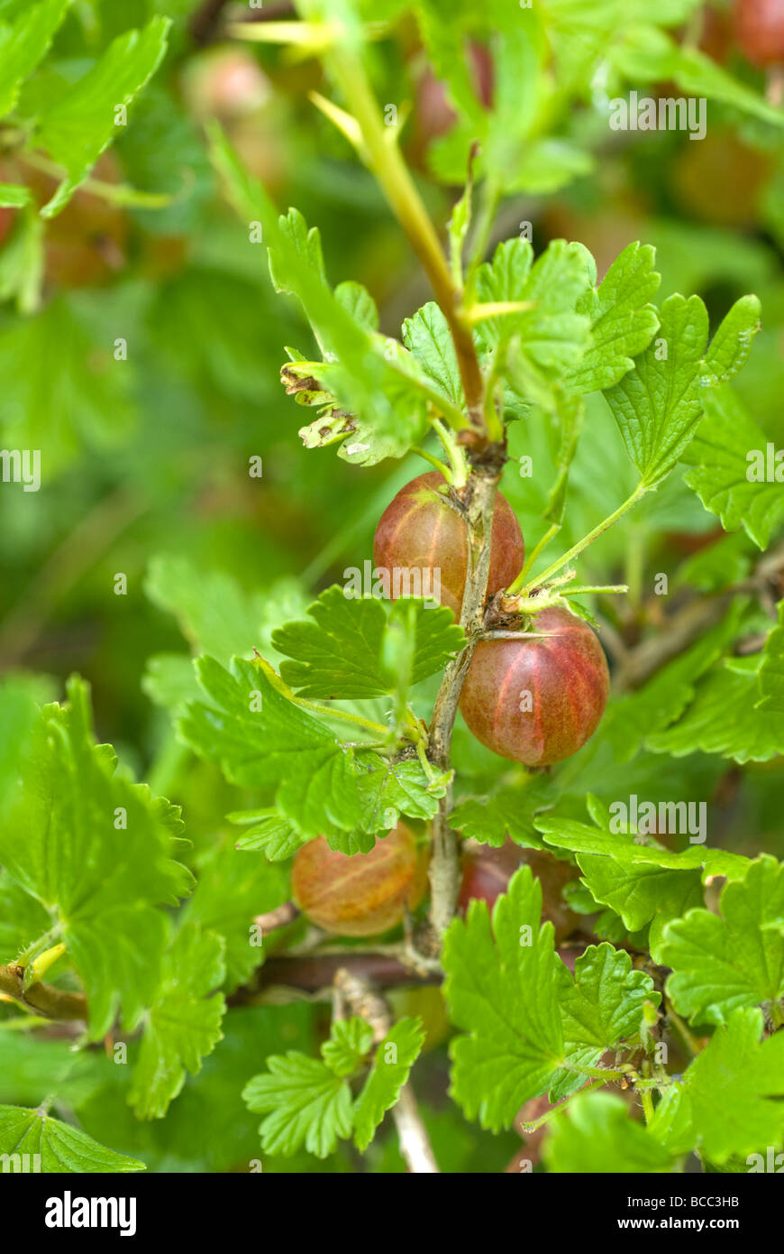 ‘hinnomaki red’ gooseberry hi-res stock photography and images - Alamy