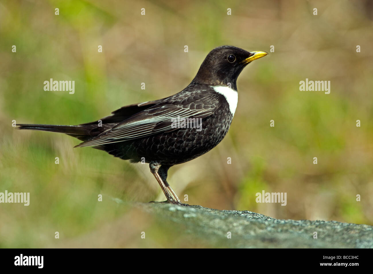 MALE RING OUZEL (Turdus torquata Stock Photo - Alamy