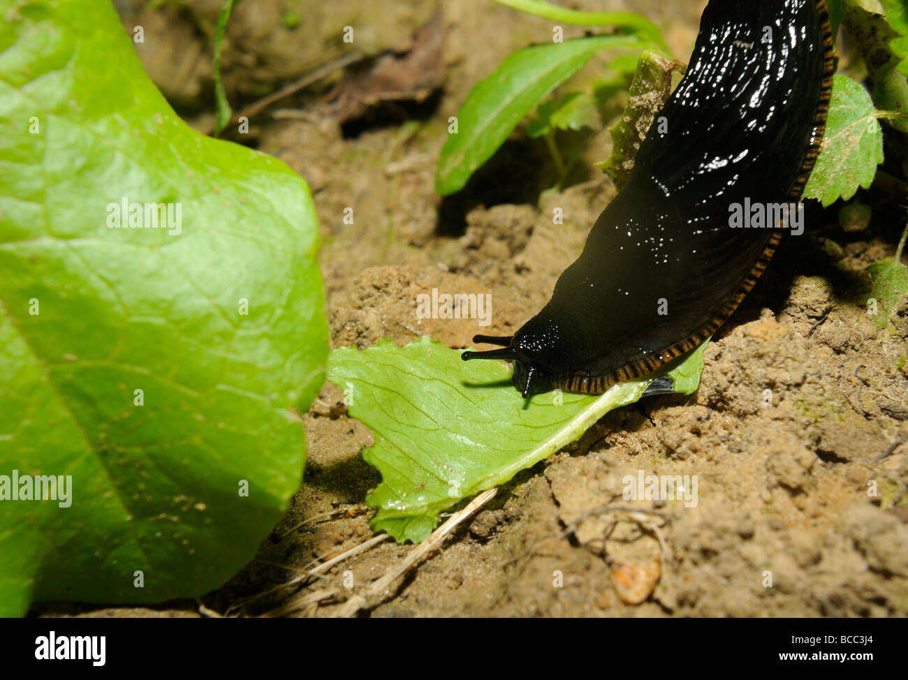 Slug Close up Garden Europe Stock Photo - Alamy