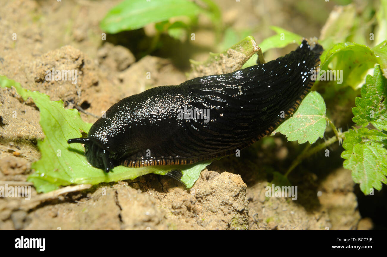 Slug Close up Garden Europe Stock Photo - Alamy