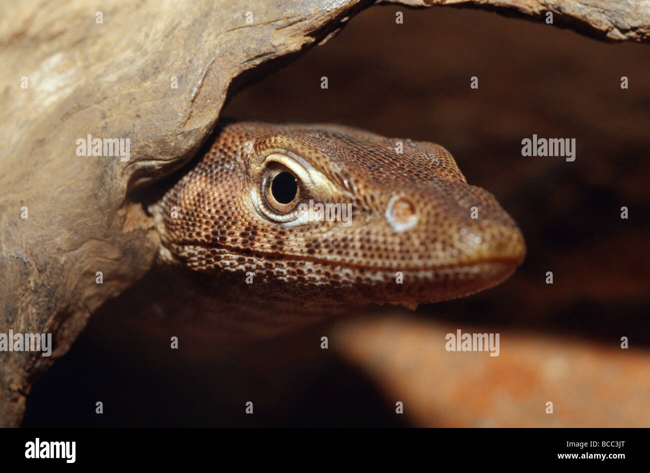 Black headed monitor hi-res stock photography and images - Alamy