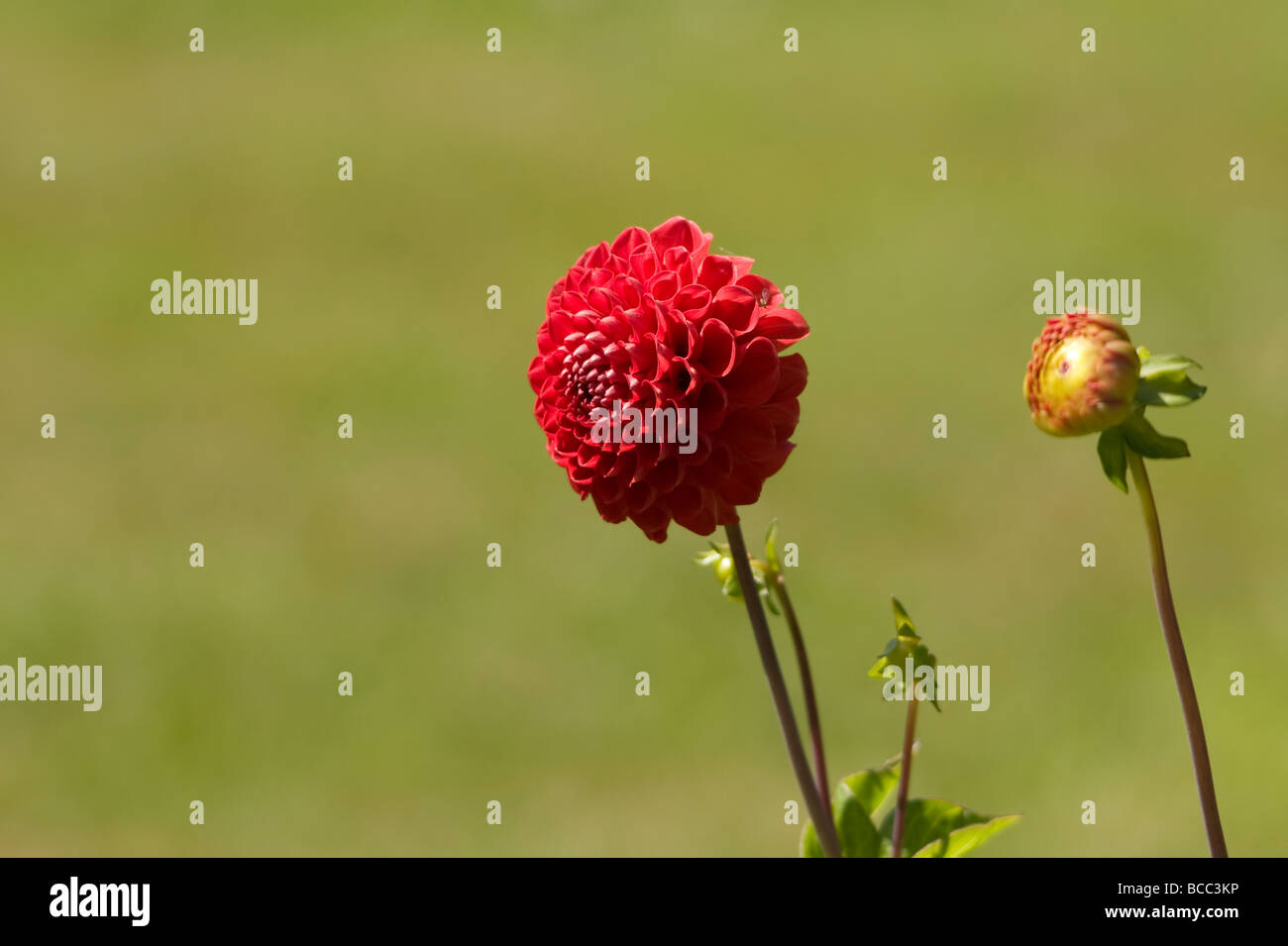 Pompon flower hi-res stock photography and images - Alamy