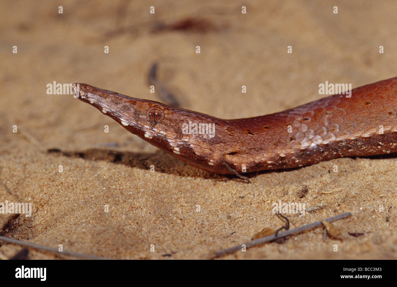The head, eye, snout and mouth of a rare Burtons Legless Lizard Stock ...