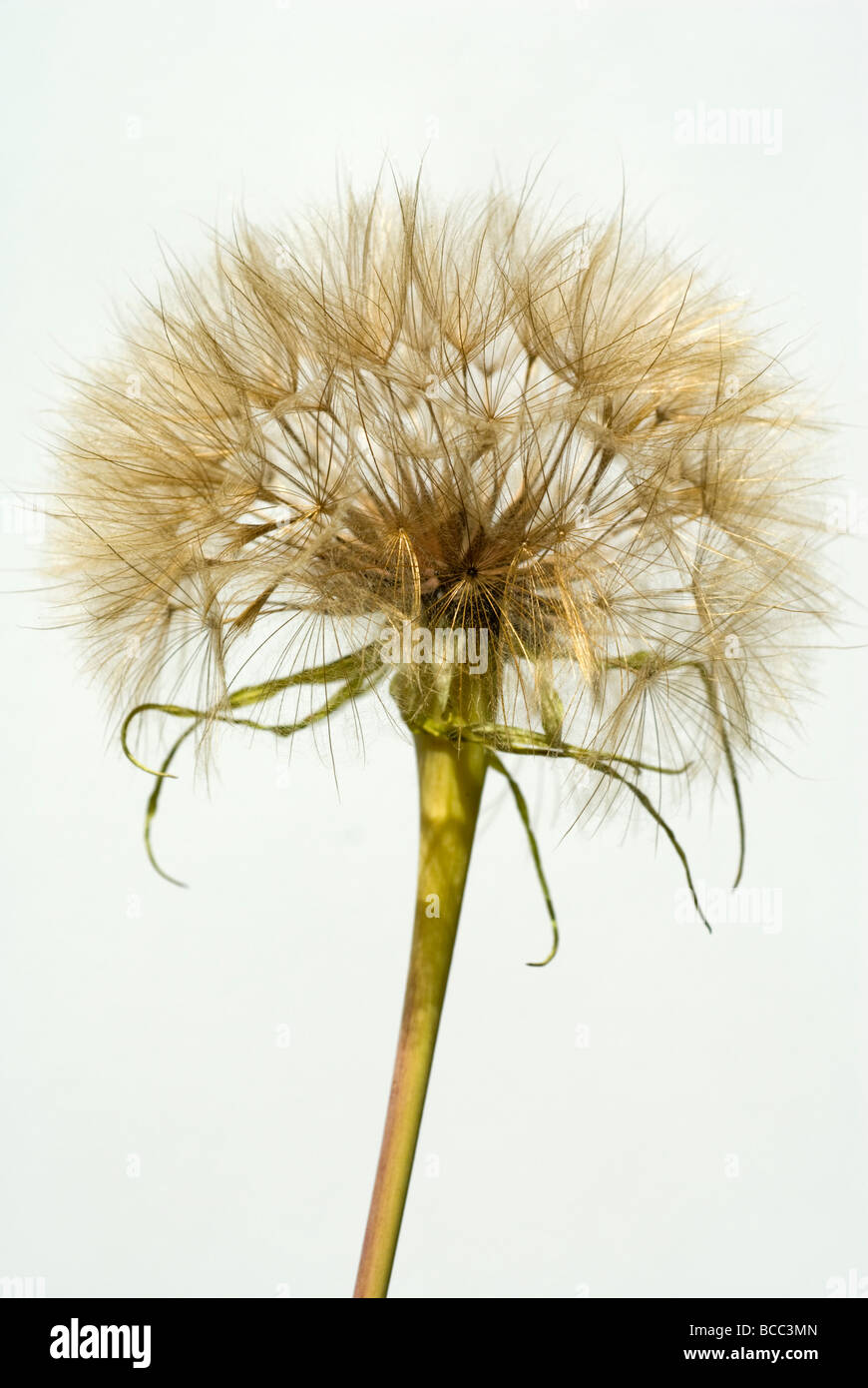 Seed head of the Common Salsify plant Tragopogon porrifolius against a ...