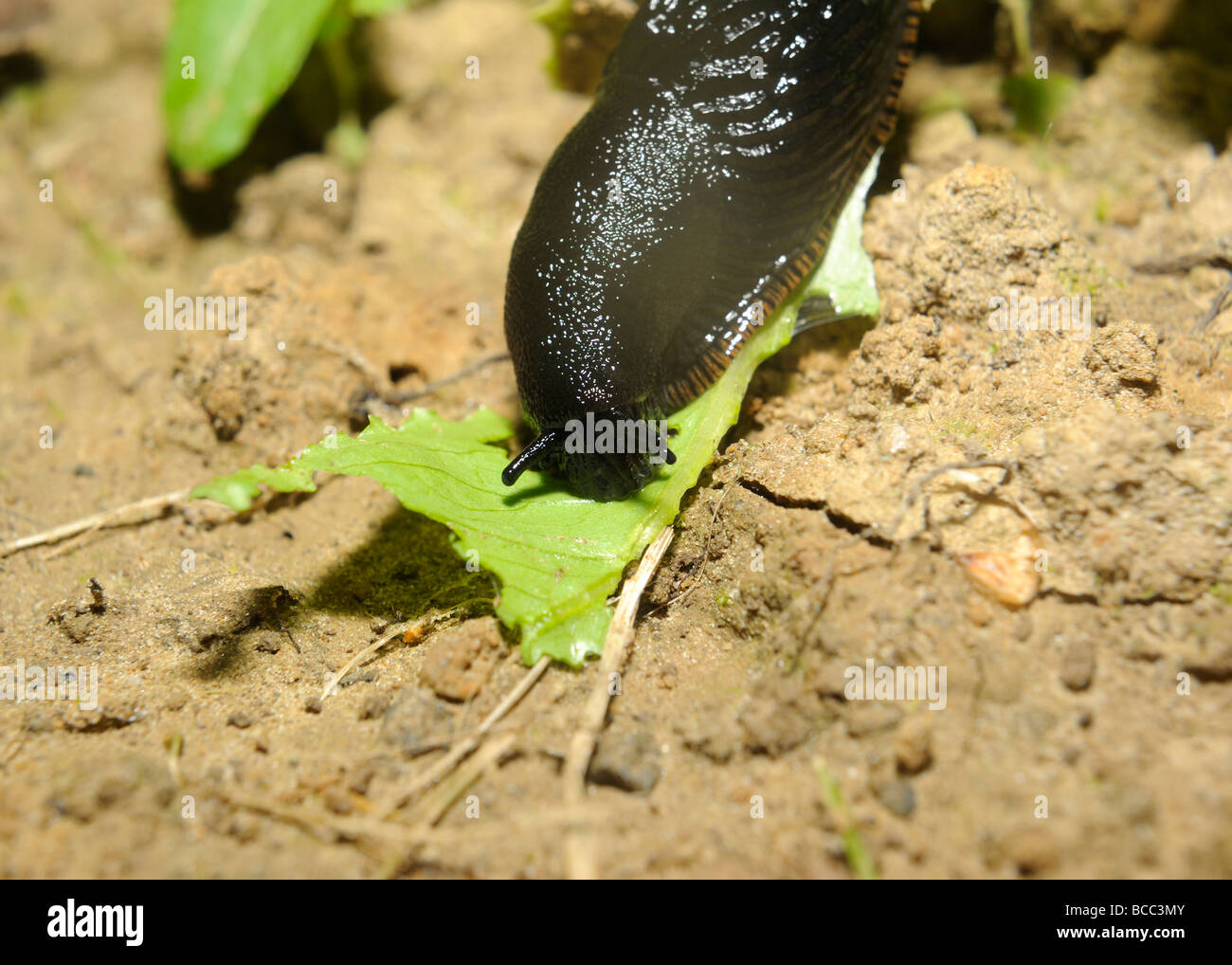 Black garden slug hi-res stock photography and images - Alamy