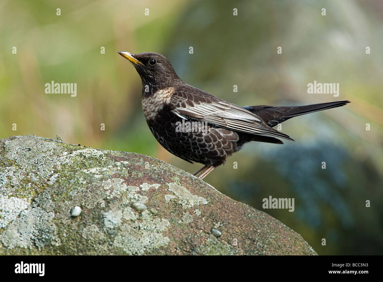 Ring ouzel hi-res stock photography and images - Alamy