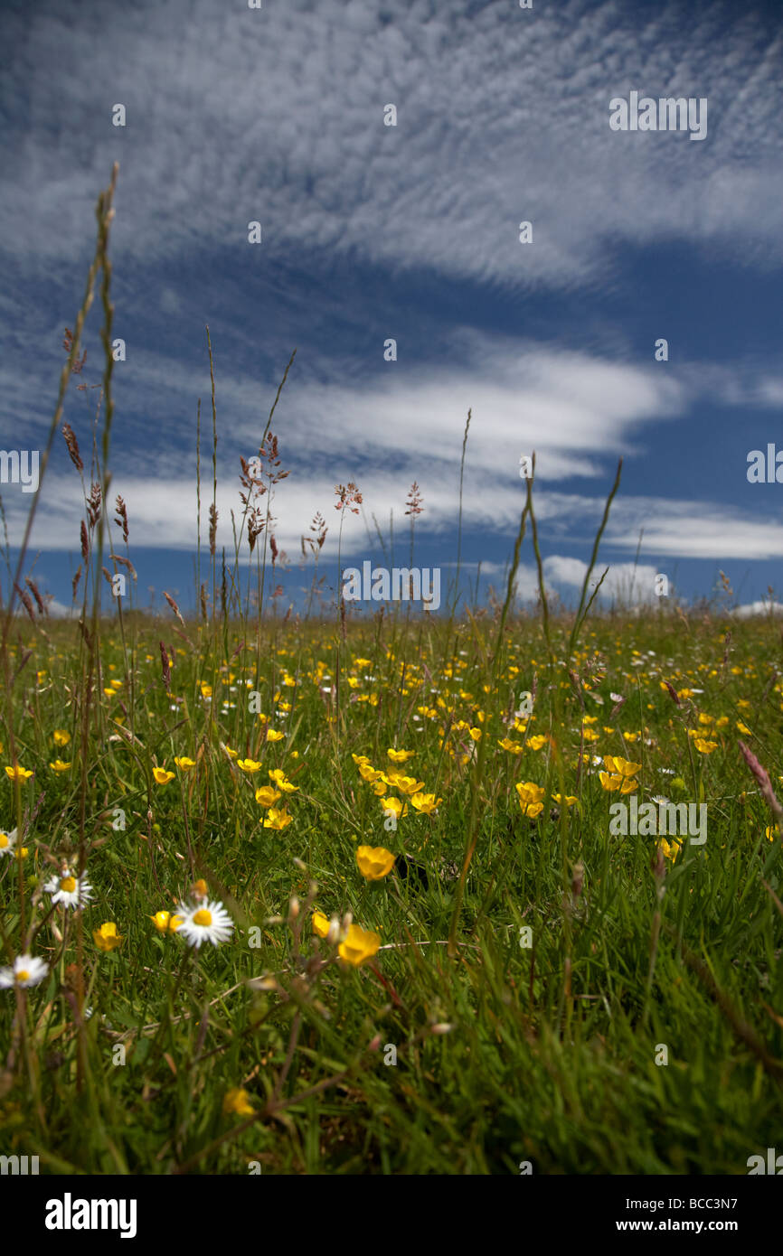 buttercups ranunculus and long grasses in a meadow in northern ireland ...