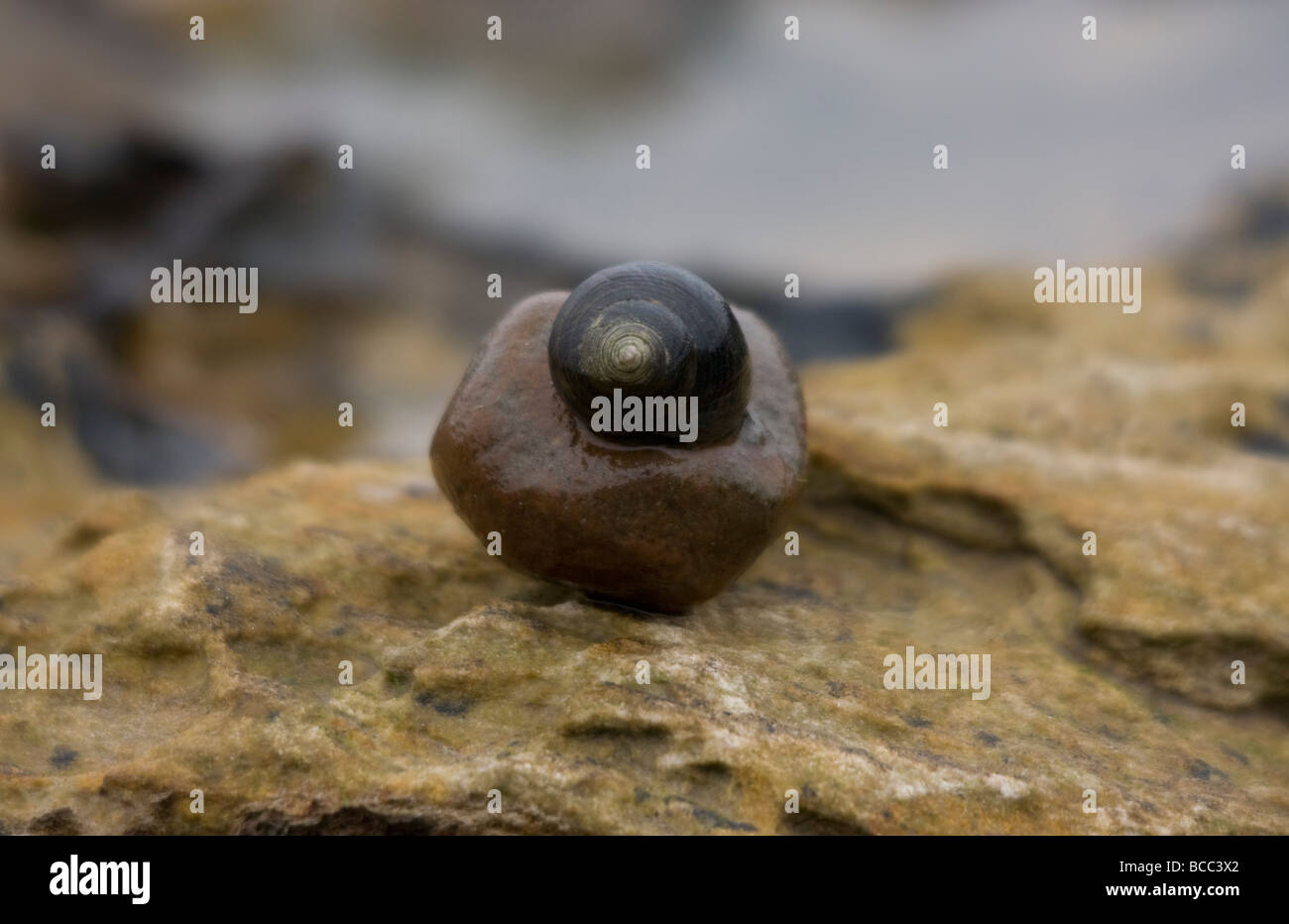 Sea snail hi-res stock photography and images - Alamy