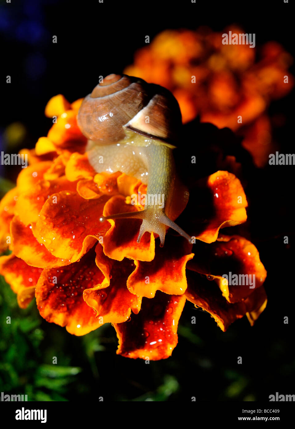 Snail on flower Stock Photo - Alamy