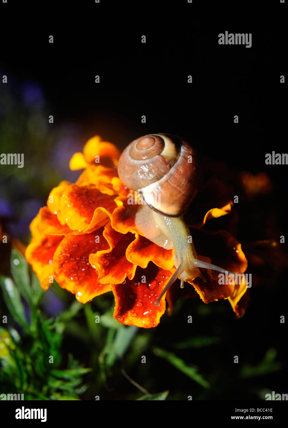 Snail on flower Stock Photo - Alamy