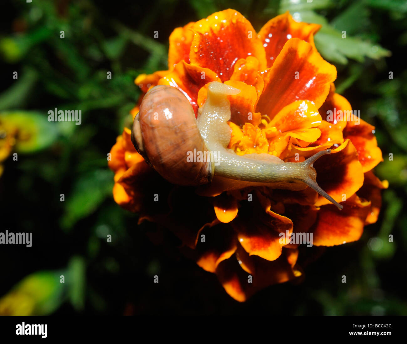 Snail on flower Stock Photo - Alamy