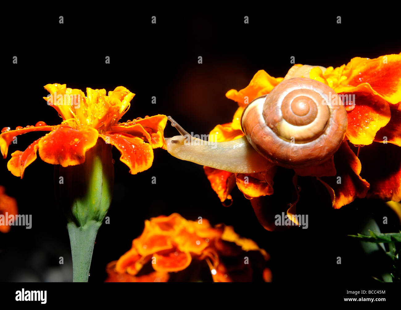 Snail on flower Stock Photo - Alamy