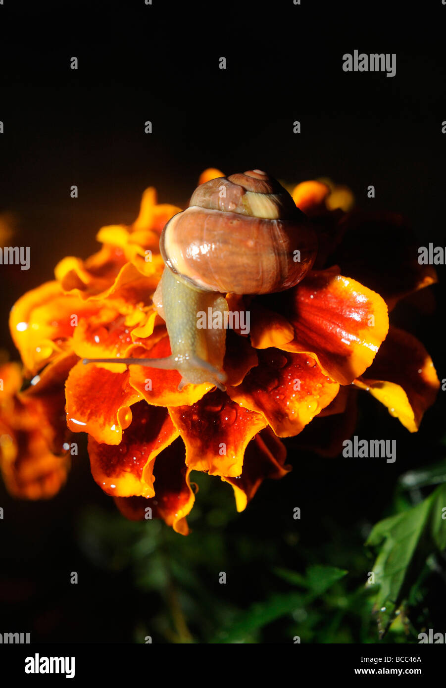 Snail on flower Stock Photo - Alamy
