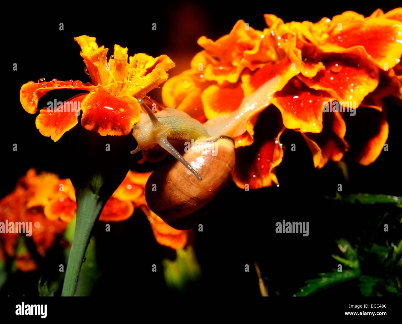 Snail on flower Stock Photo - Alamy