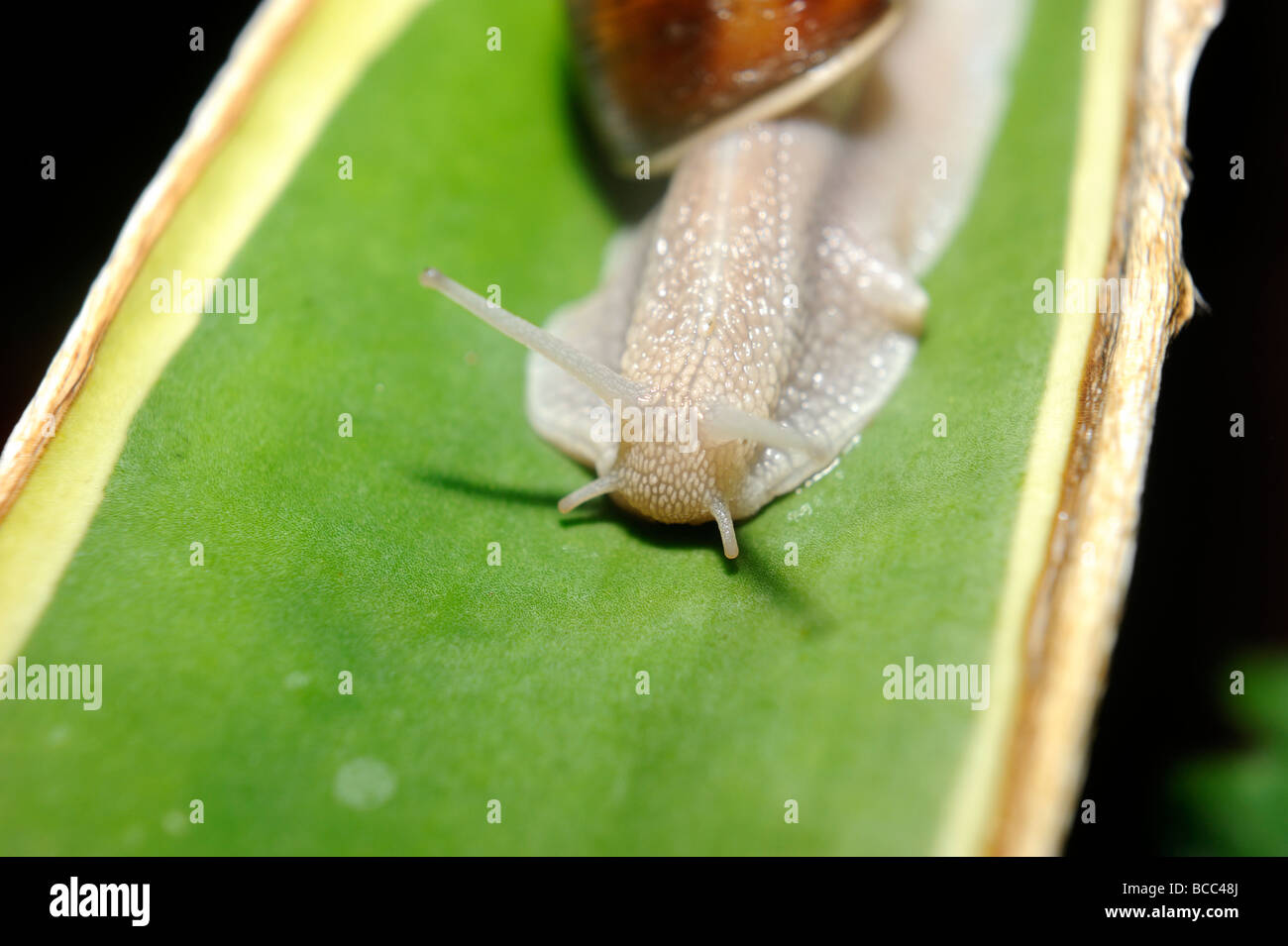Snail close up Stock Photo - Alamy