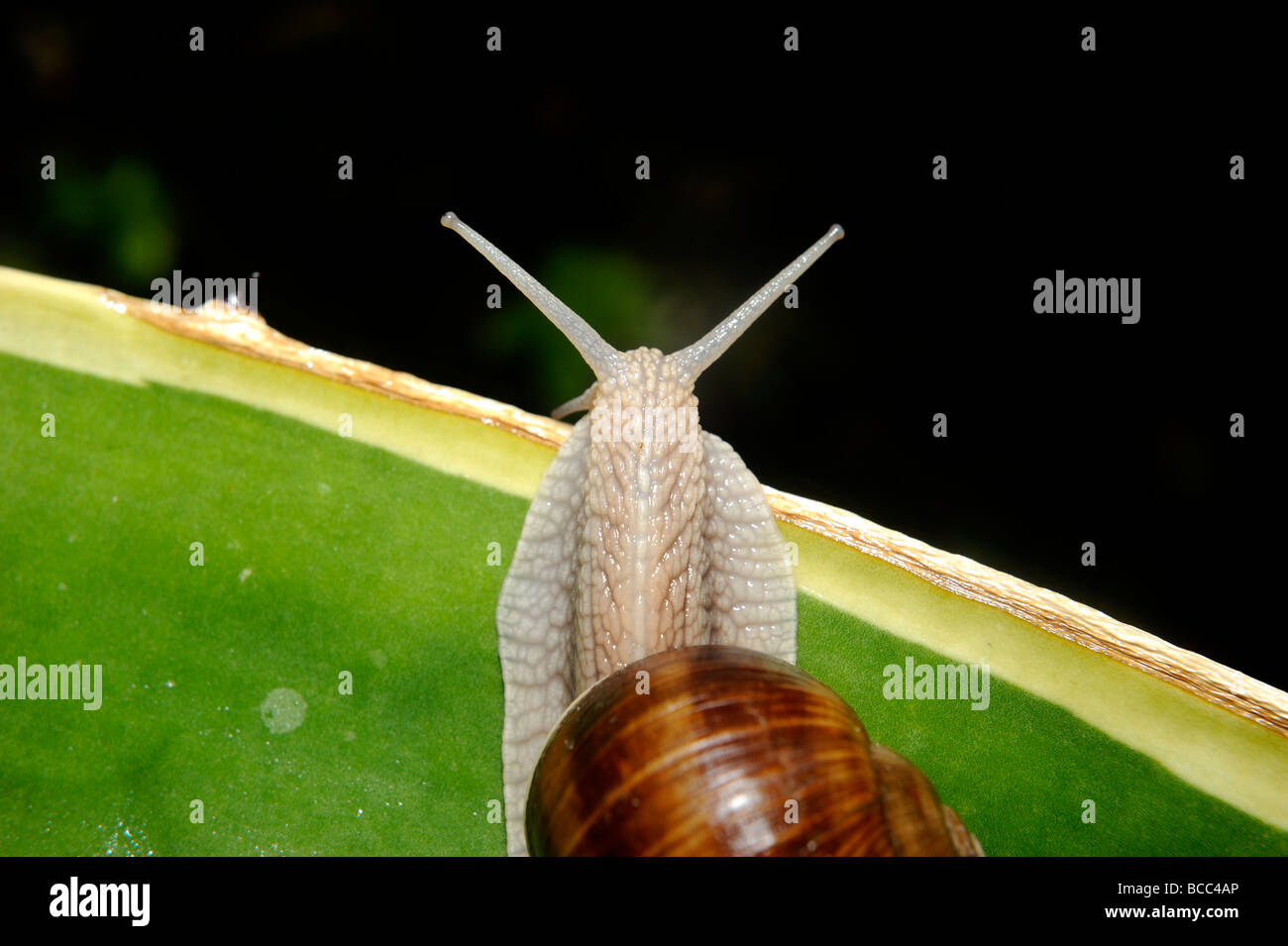 Snail close up Stock Photo - Alamy