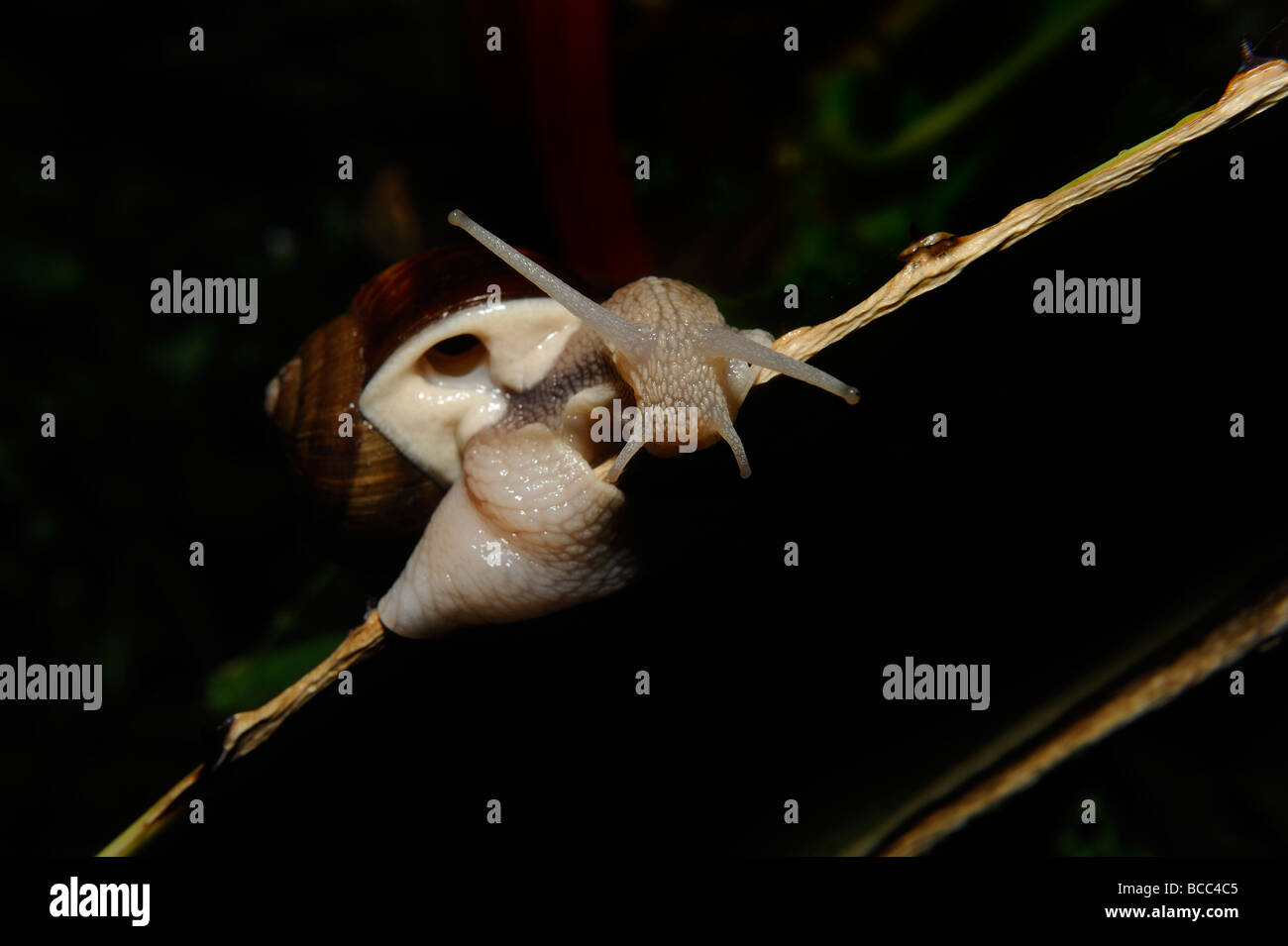Snail close up Stock Photo - Alamy