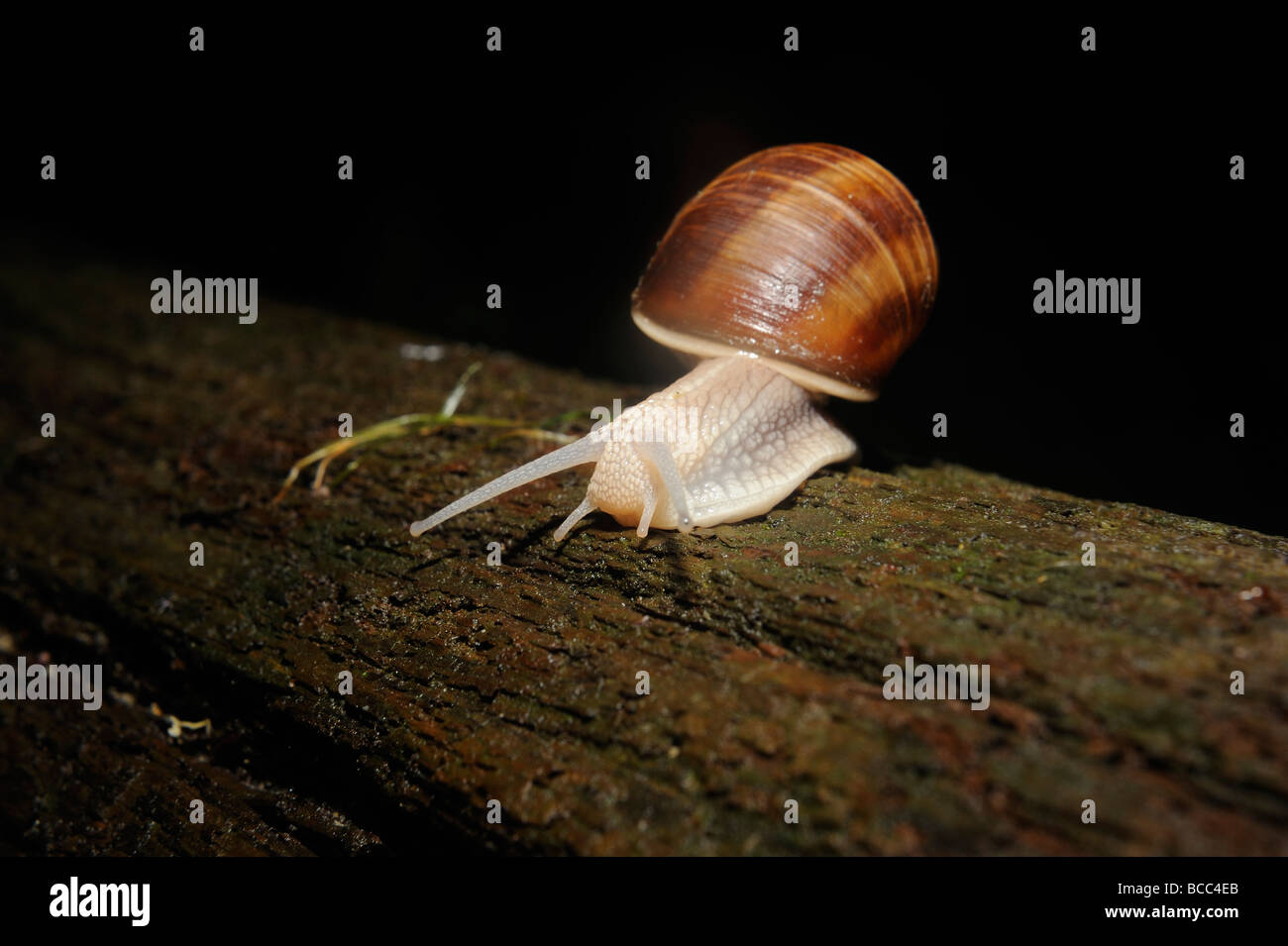 Snail close up Stock Photo - Alamy