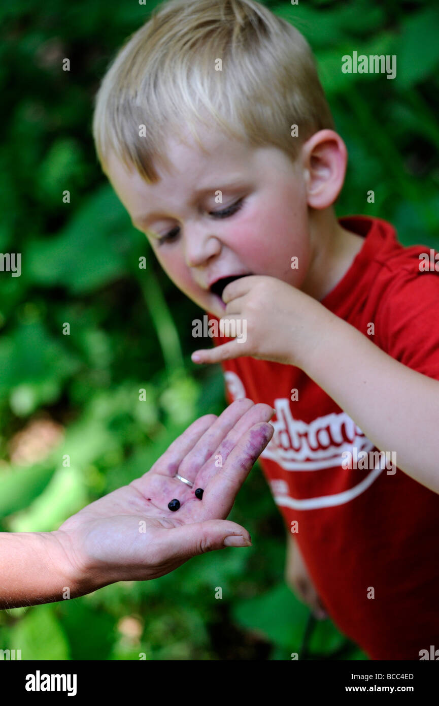 Little child blond Boy Eating Blueberries with mother in forest Stock ...