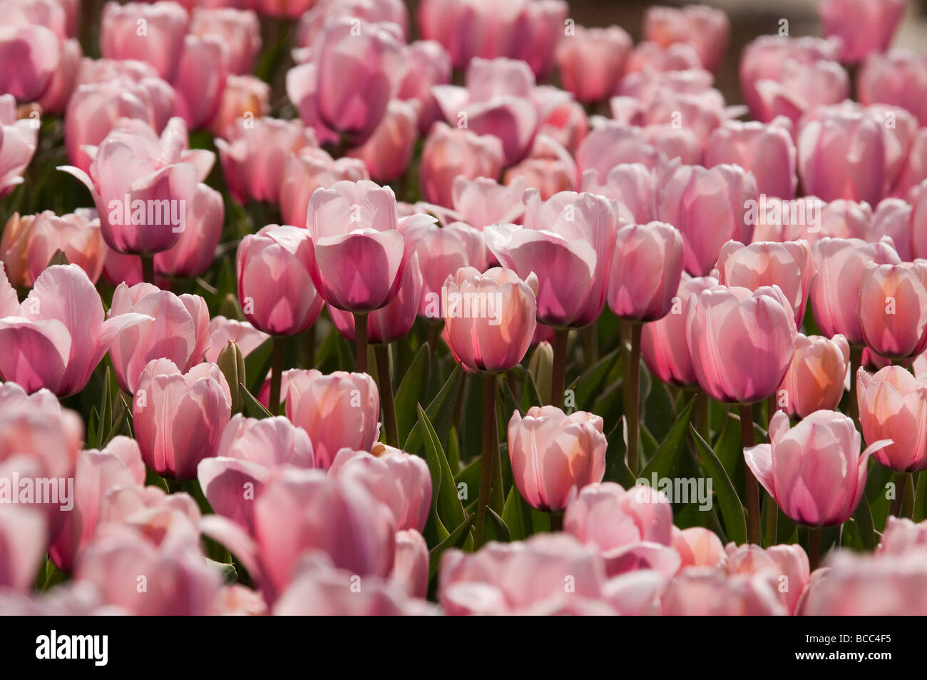 Many colored tulips hi-res stock photography and images - Alamy
