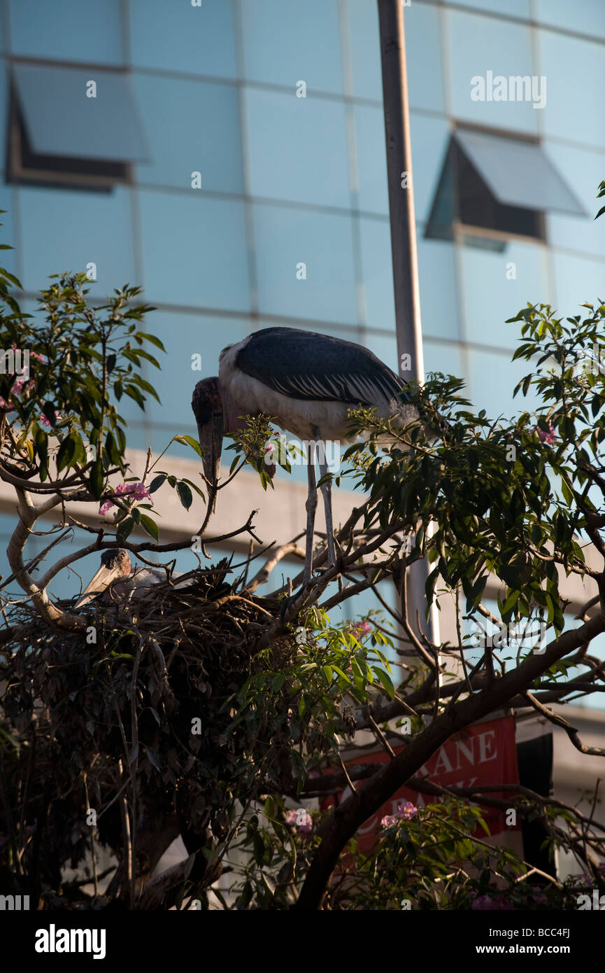 Marabou storks in Kampala Uganda Stock Photo - Alamy
