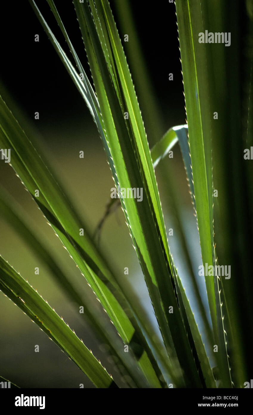 Spiked edges hi-res stock photography and images - Alamy