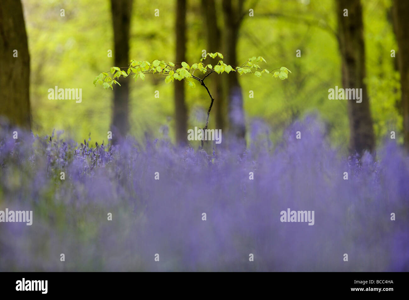 Beech sapling hi-res stock photography and images - Alamy